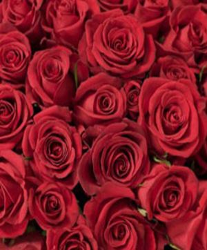 99 Red Roses Fresh Flowers Arrangement – FloralHub